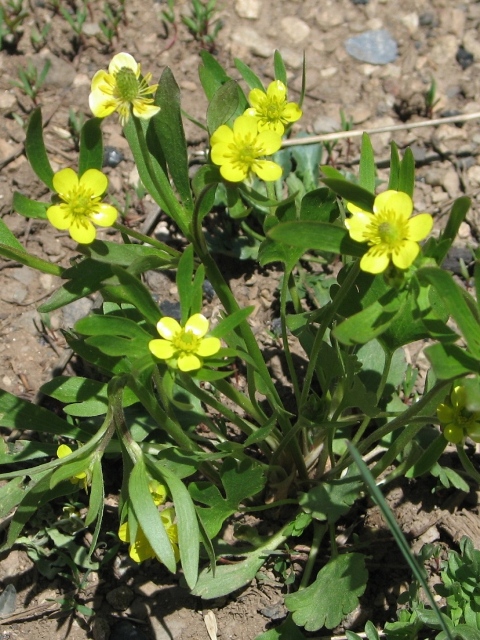 Early Spring :: Field-trip-helper